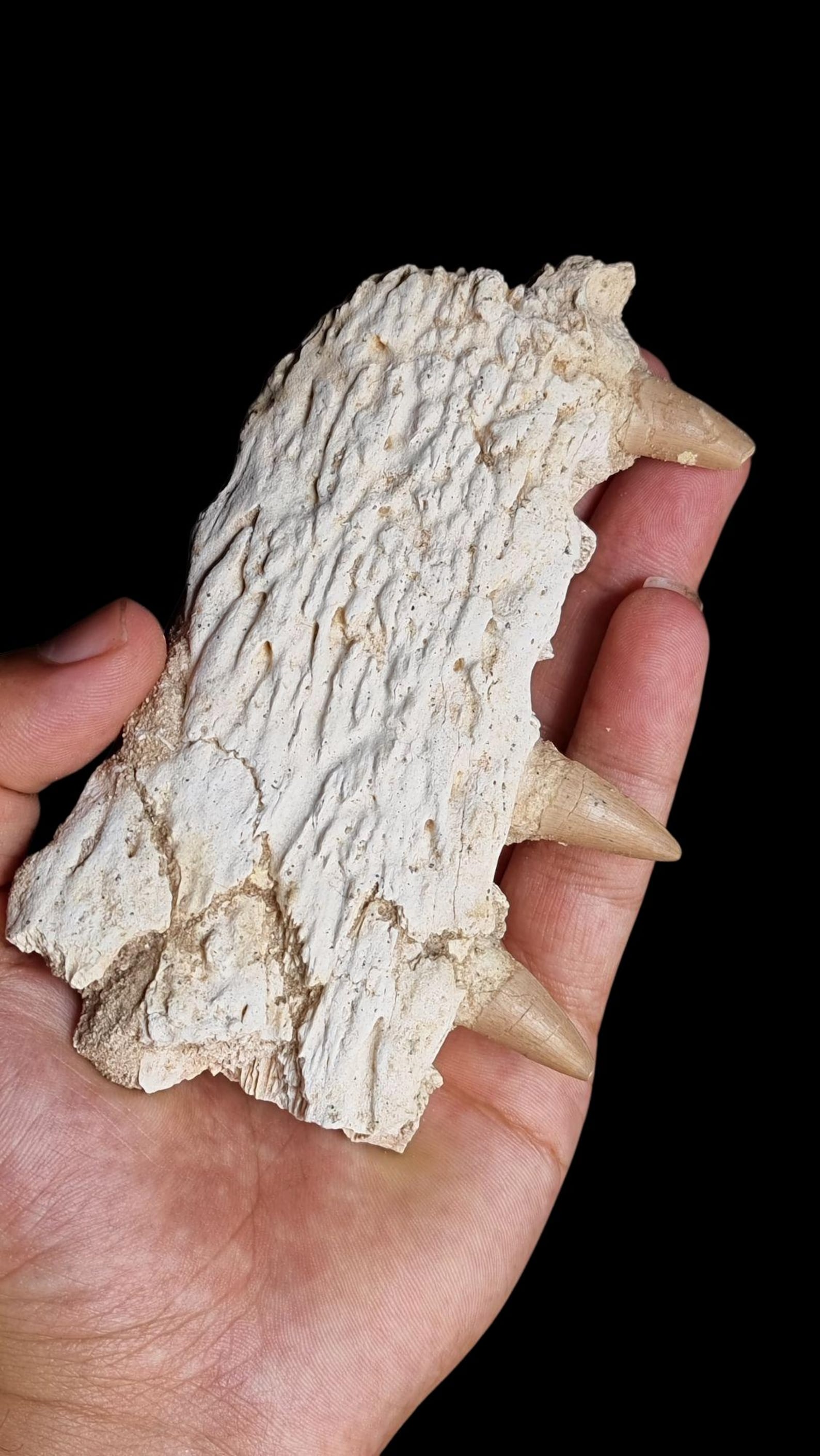 Authentic 100% Original Prehistoric Crocodile Jaw Fossil_rare Natural ...