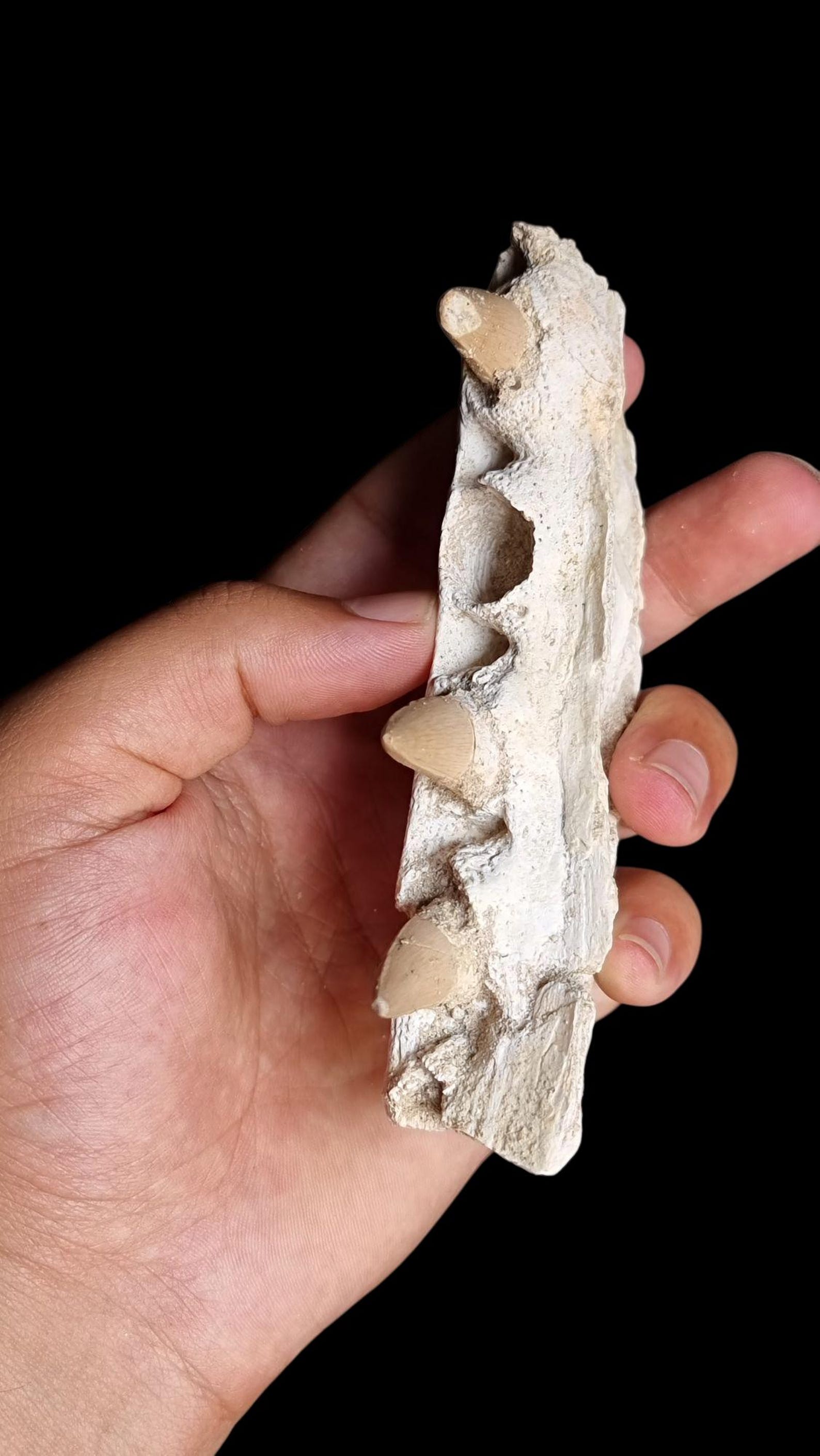 Authentic 100% Original Prehistoric Crocodile Jaw Fossil_rare Natural ...