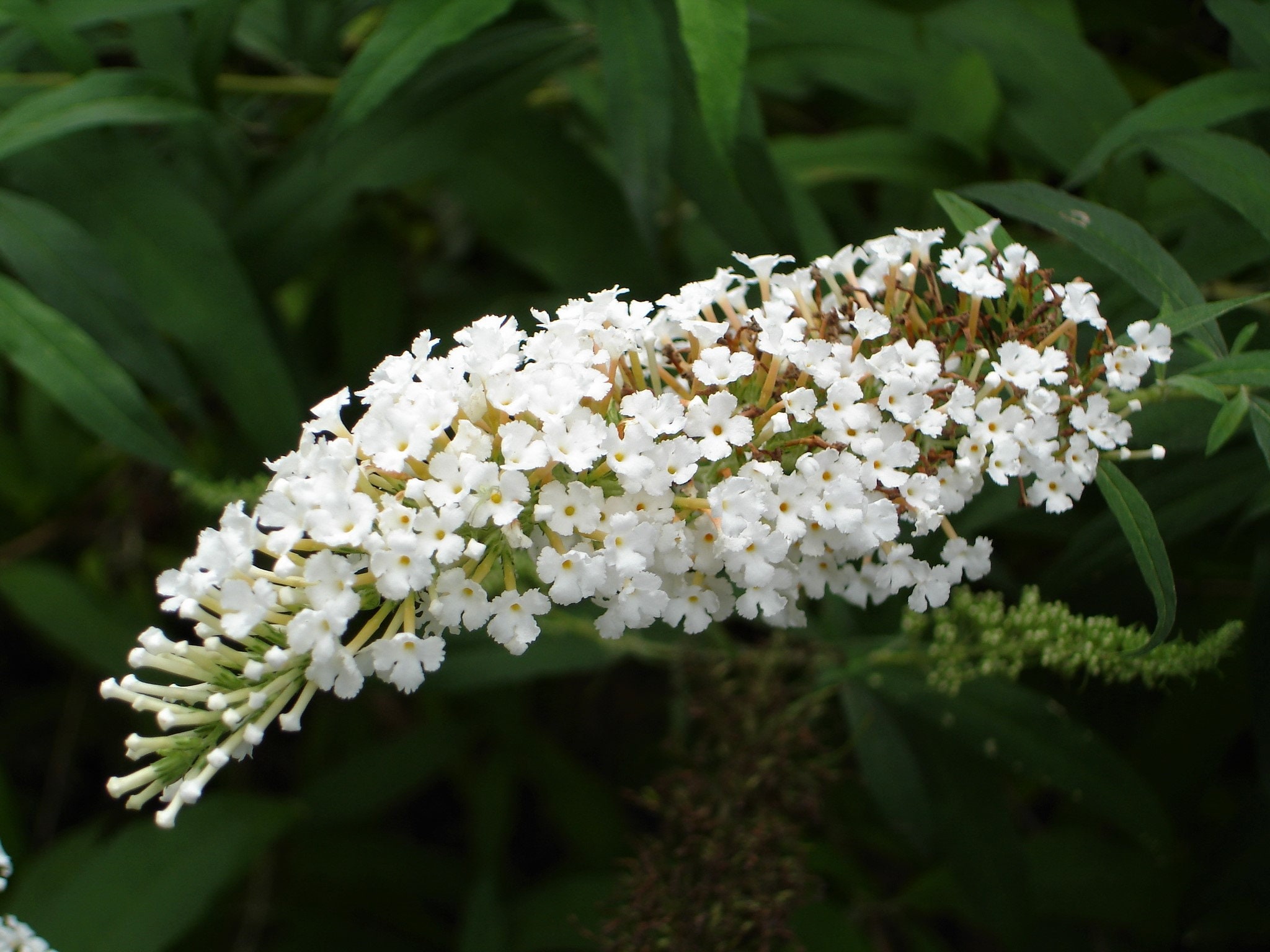 Butterfly Bush 5x7 photo White Flower Photo floral Garden Photo More ...