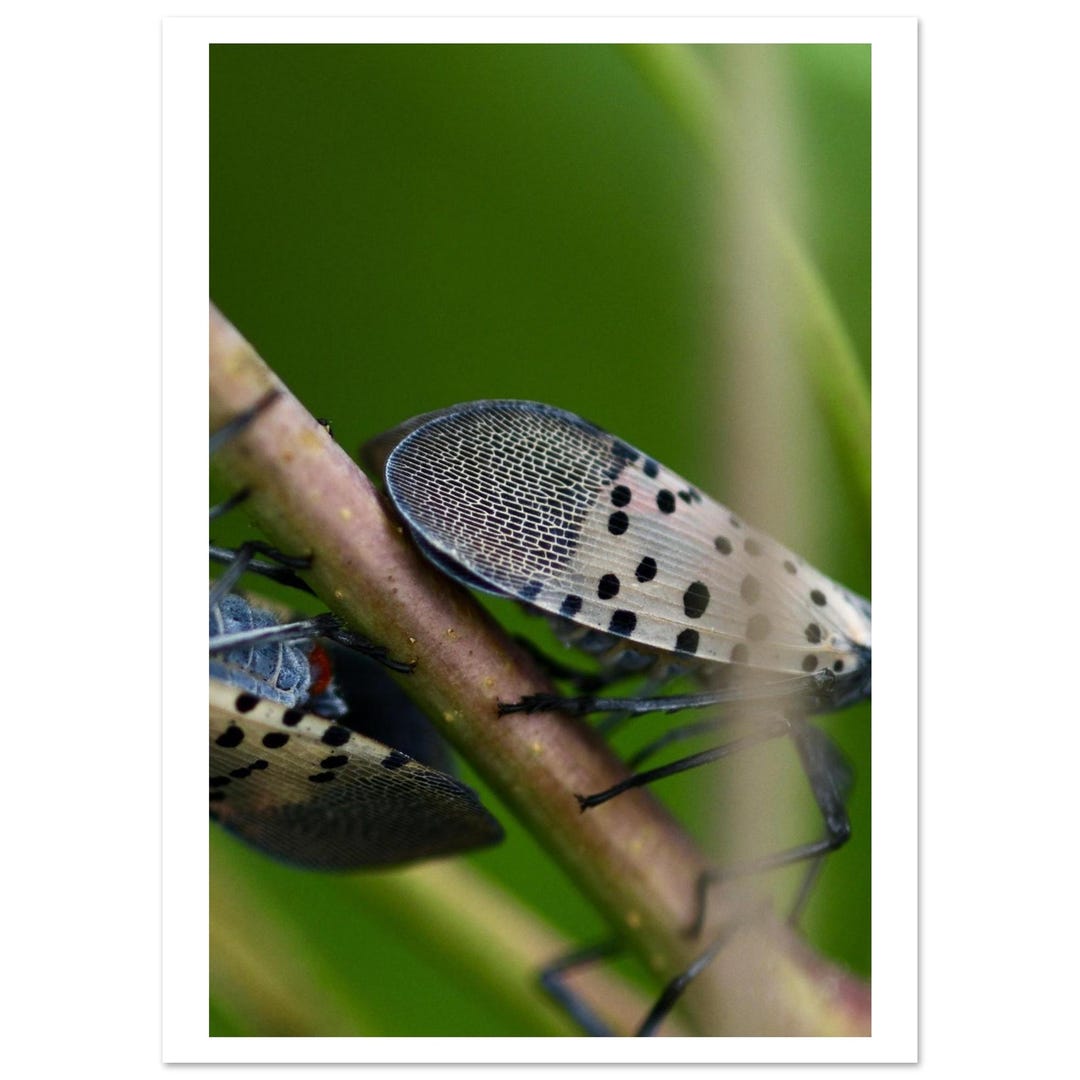 Macro Bug - Spotted Lanternfly - Premium Matte Paper Poster - Etsy