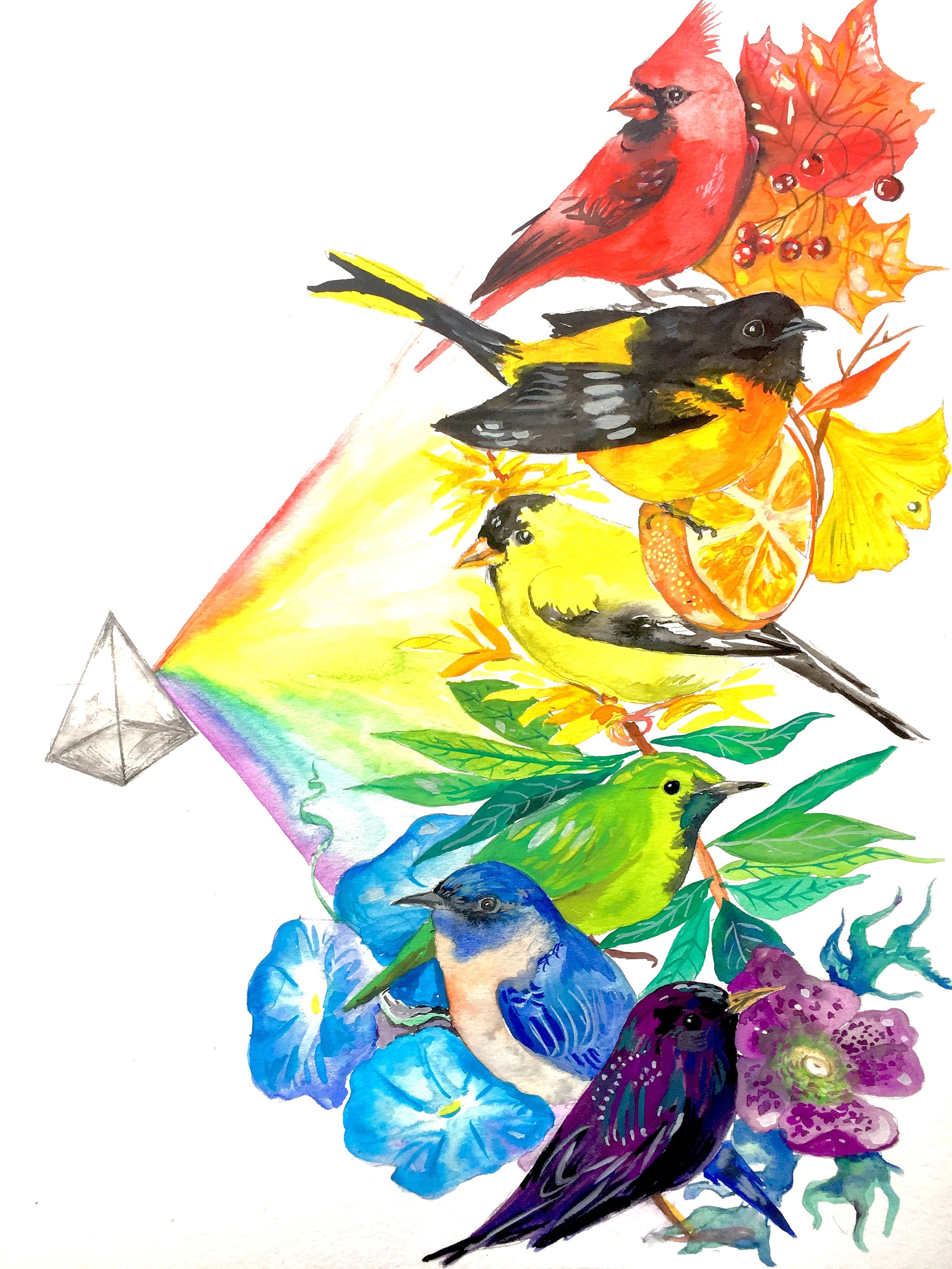 Rainbow of Birds Print 8x10 - Etsy