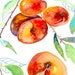 Peaches, Watercolor Painting, Original Art, 9"x12" - Etsy