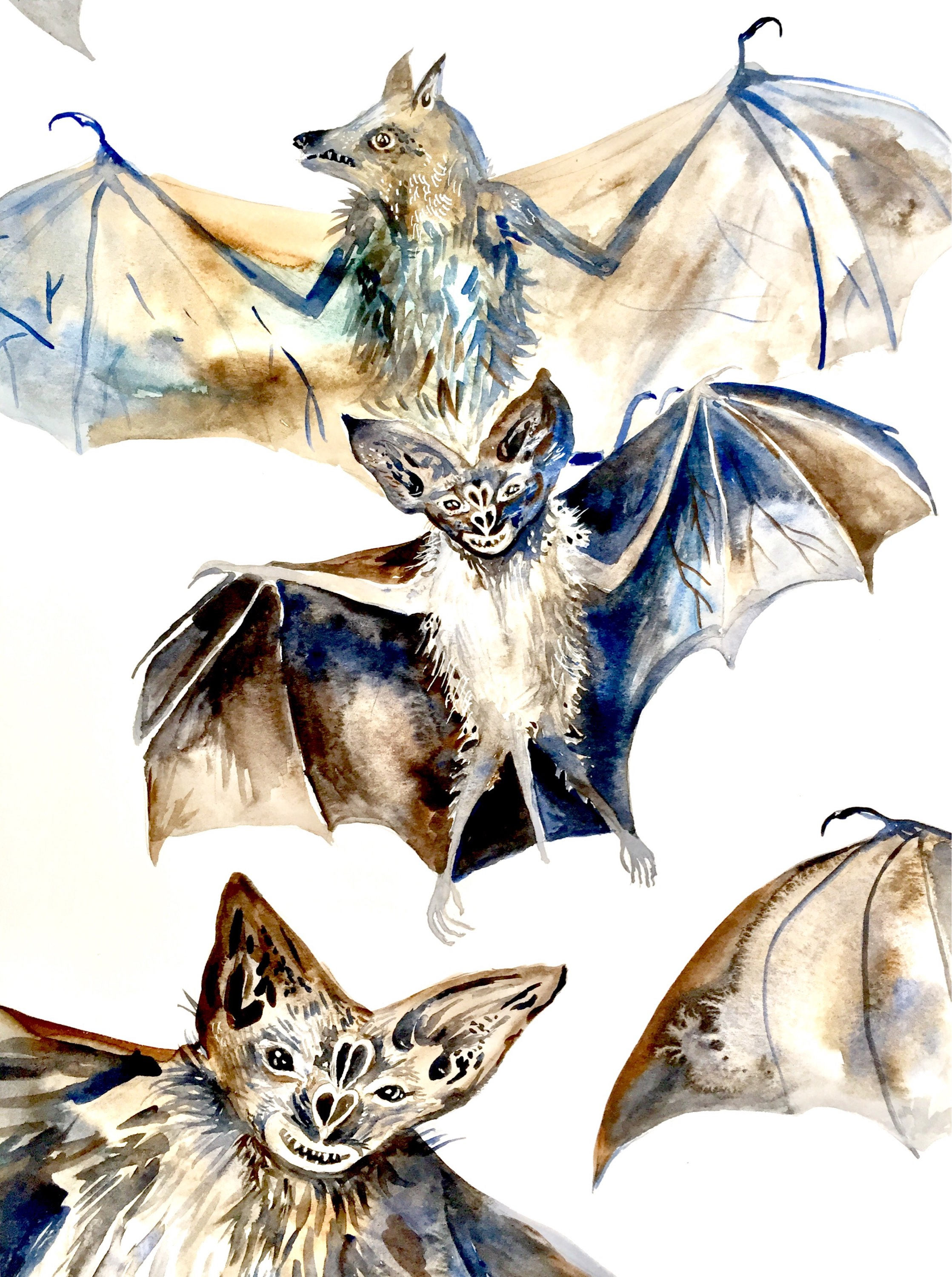 Bats in Flight in Watercolor, Watercolor Painting, Original Art ...