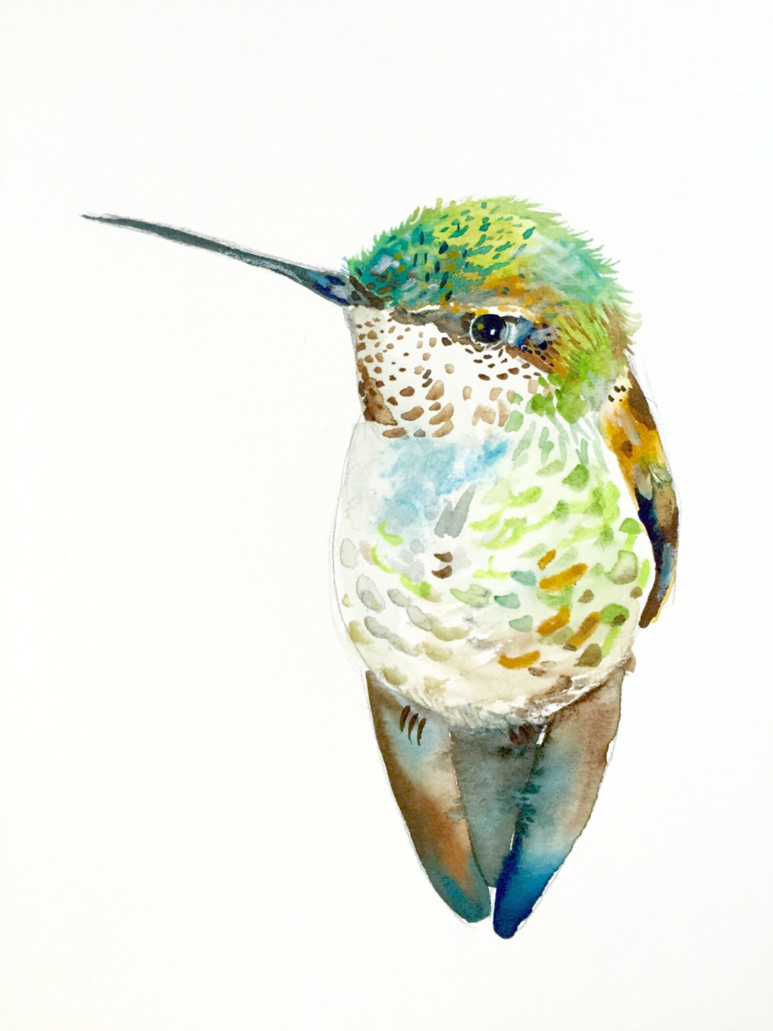 Humming Bird Print Giclee Print 8x10 - Etsy