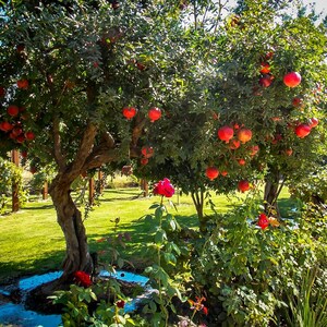 Boca Hydro Wonderful Pomegranate Organic Live Fruit Tree - Etsy