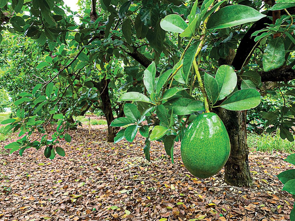 Boca Hydro Grafted Monroe Avocado Tree Organic Live Fruit Tree - Etsy