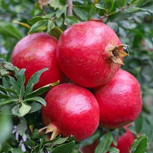 Boca Hydro Wonderful Pomegranate Organic Live Fruit Tree - Etsy
