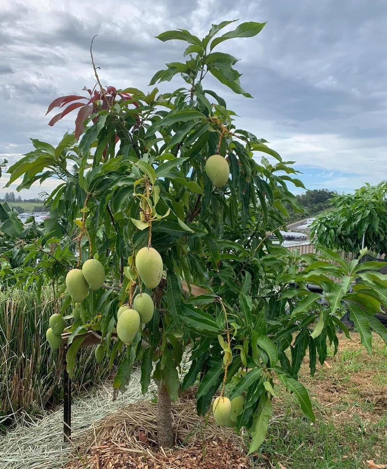 Boca Hydro Grafted Lemon Zest Mango Tree With Sweet Citrus Aroma and ...