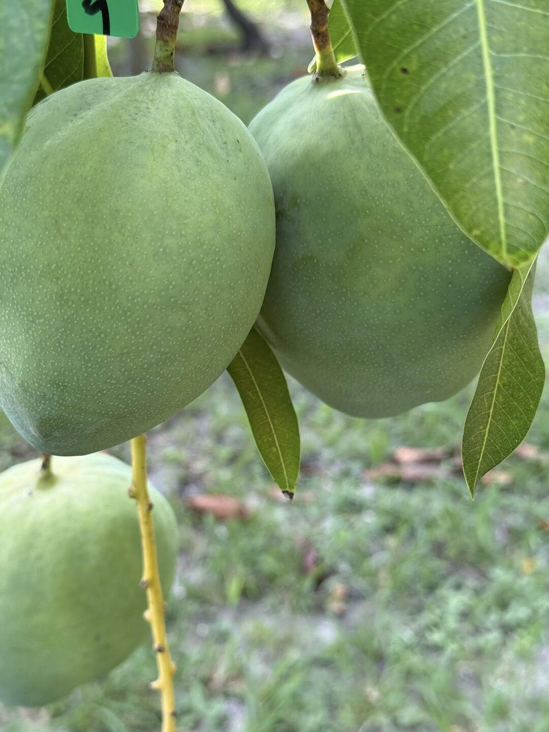 Boca Hydro Grafted M4 Mango Tree Variety With Sweet Creamy Coconut ...