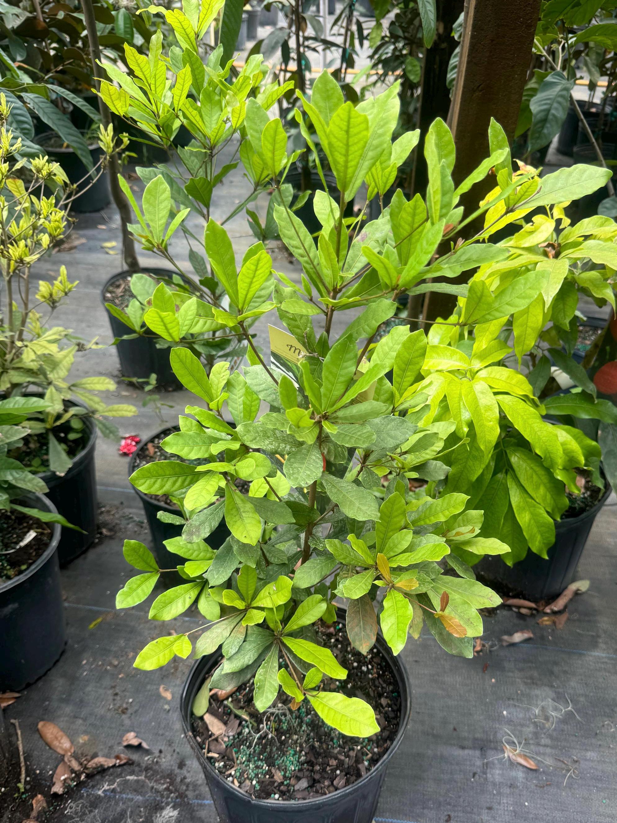 Miracle Fruit Berry Tree: Synsepalum Dulcificum in 3gl Pot (2ft) - Etsy