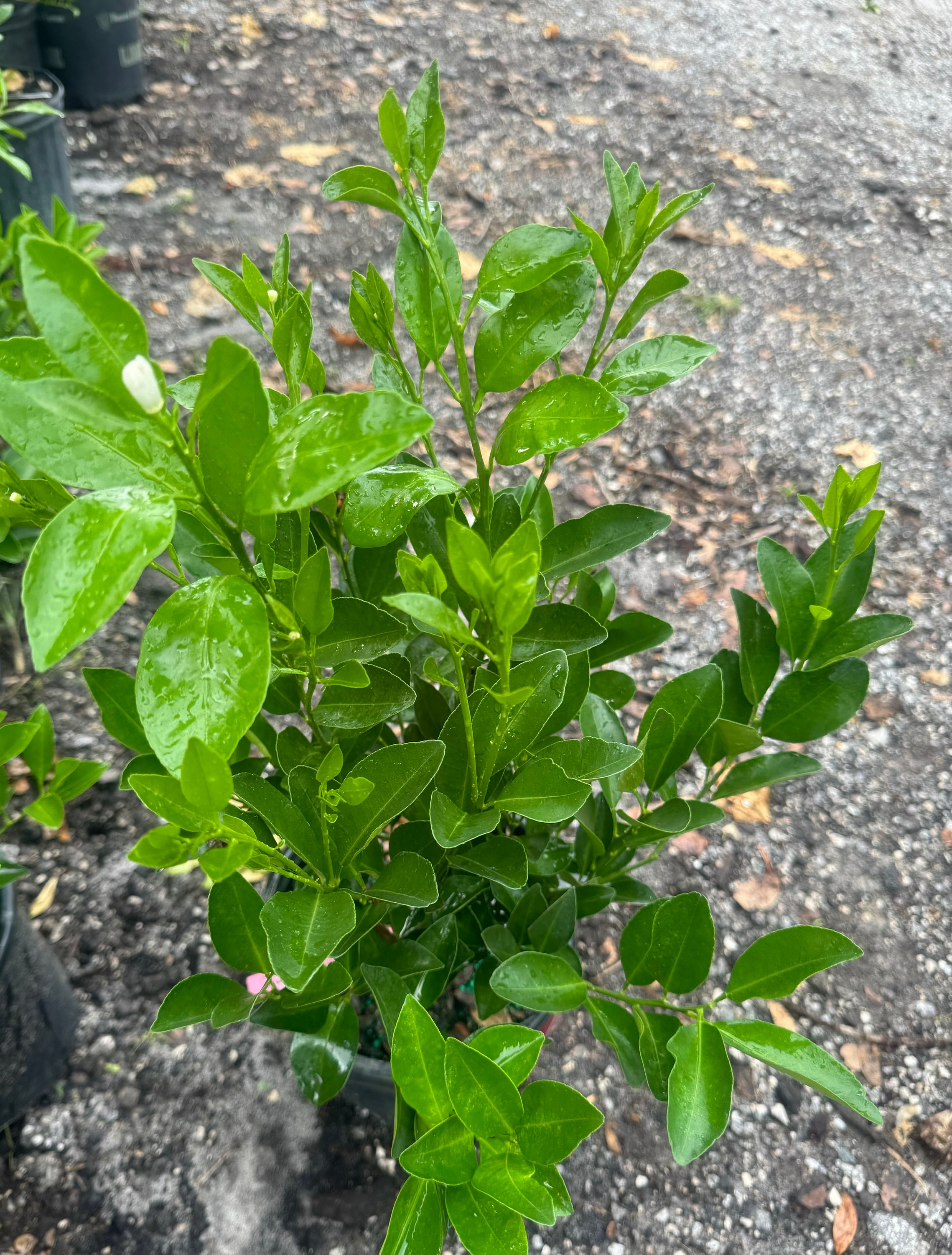 Dwarf Calamondin Sour Orange Tree With Fruit and Flowers 2ft & Up. No ...