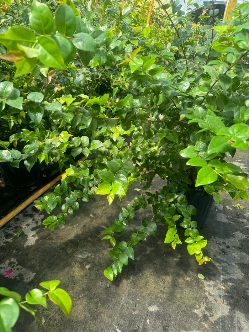 Surinam Cherry Trees 2ft Bushes 3gl Pot. Get Fruit Soon. No Ship to Ca ...