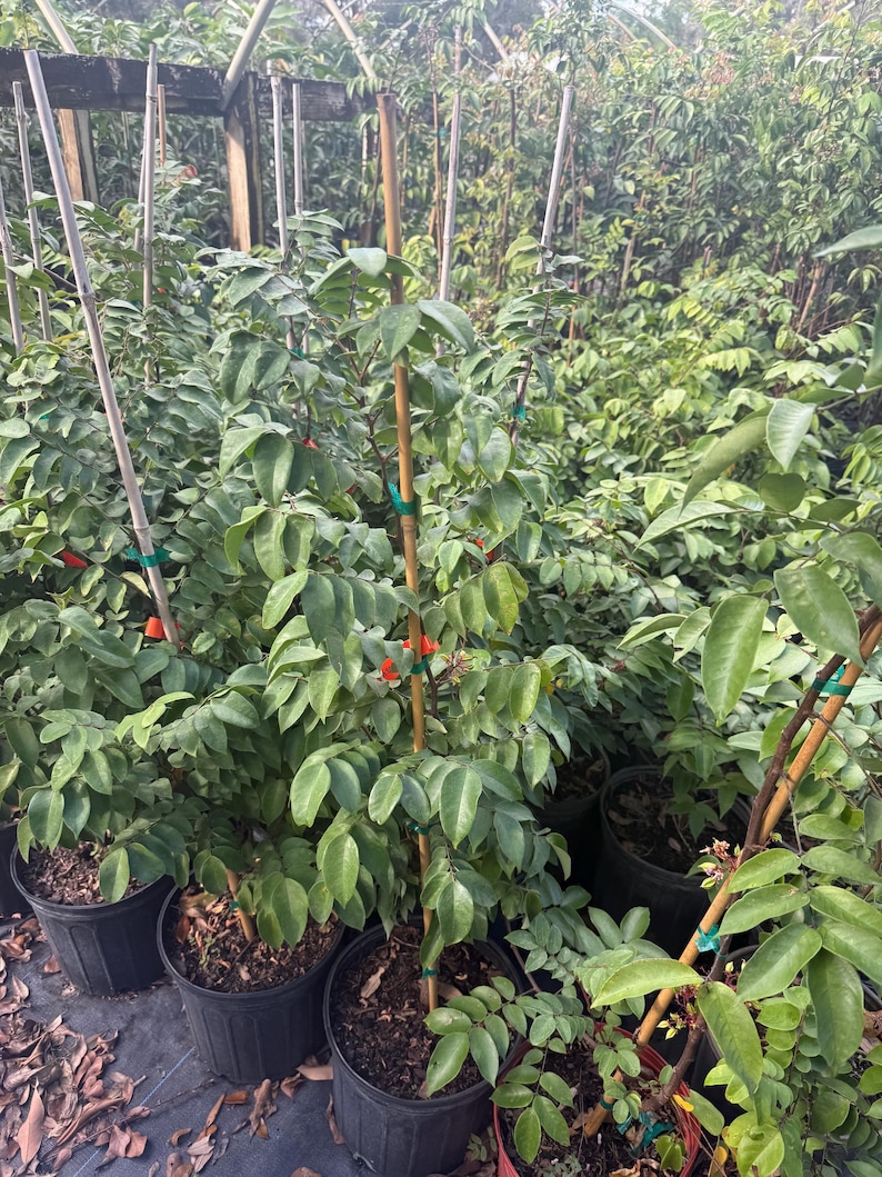 Sweet Star Fruit Tree (averrhoa Carambola) With Flowers - 3ft and Up, 3 ...