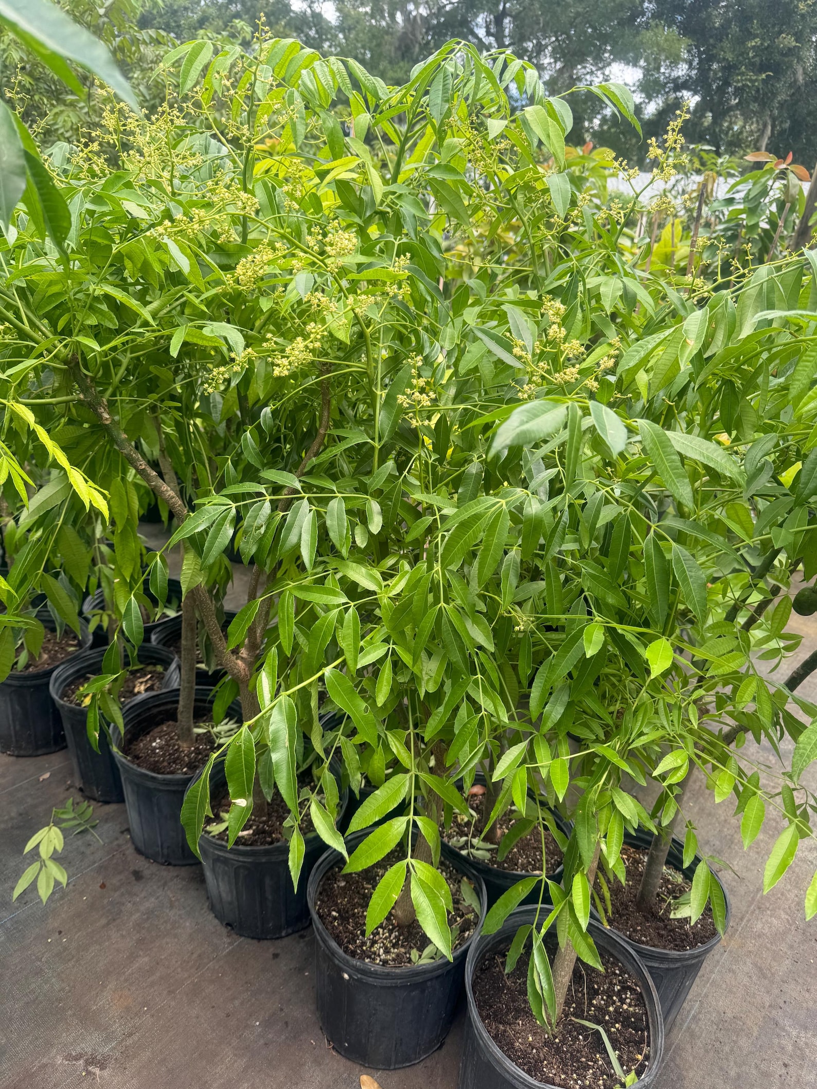 Thai Dwarf JUNE PLUM Ambarella Tree 3gal Pot With Flower Almost 3ft. No ...
