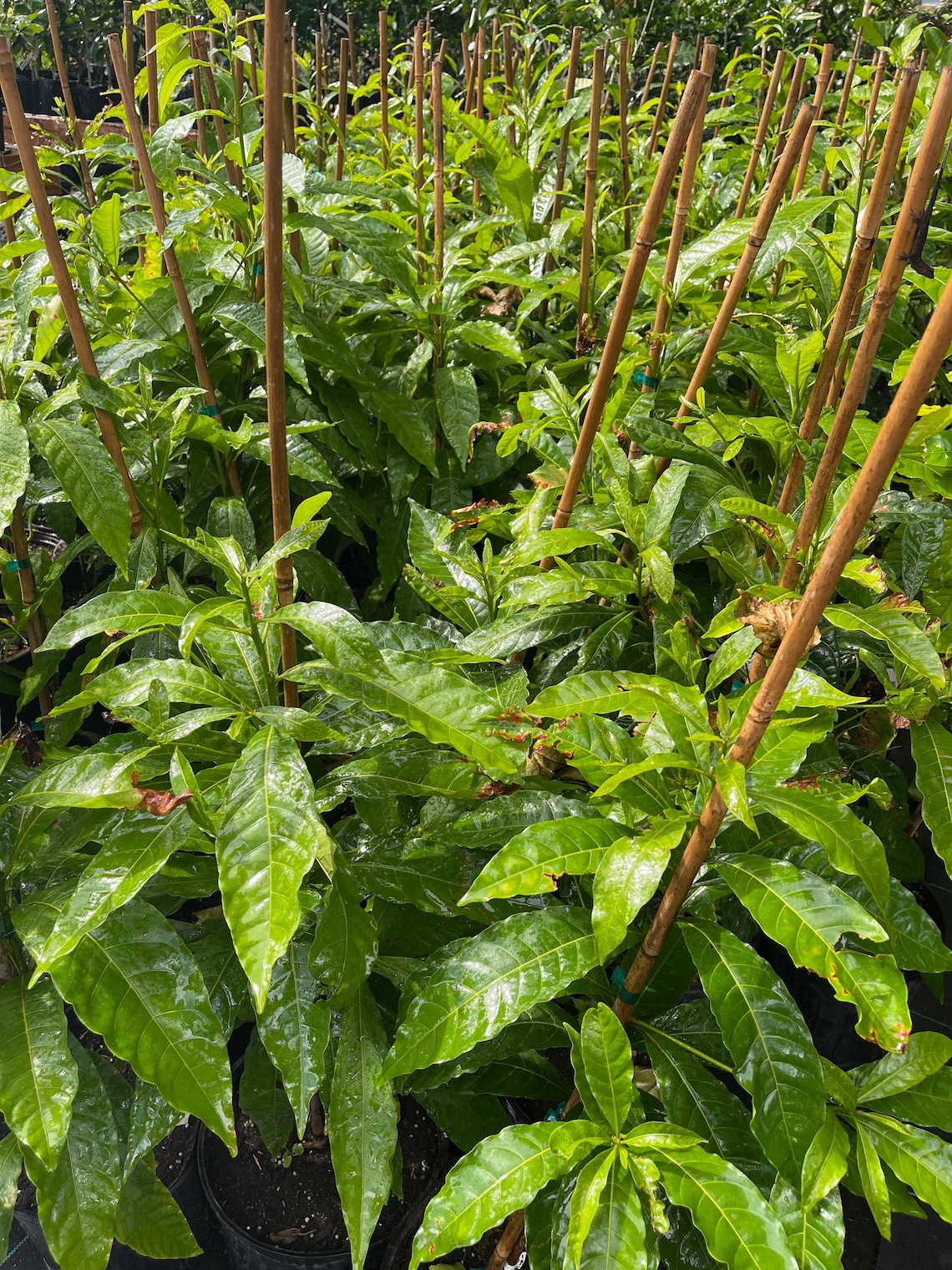 Brazilian Peaberry Moka Arabica Coffee Tree Almost 3ft Tree. No Ship to ...