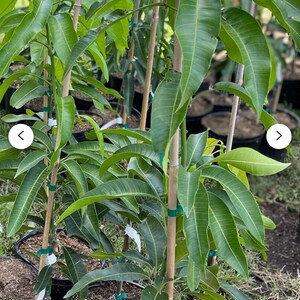 Valencia Pride Mango Tree (grafted) -3ft Tall . Big & Sweet Fruit. No ...