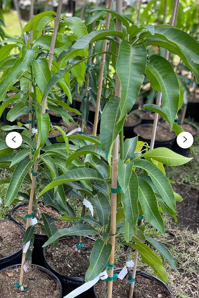 Valencia Pride Mango Tree (grafted) -3ft Tall . Big & Sweet Fruit. No ...
