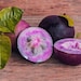 Purple Star Apple (caimito) Air Layered 3-4ft Tall Tree. No Shipping CA ...
