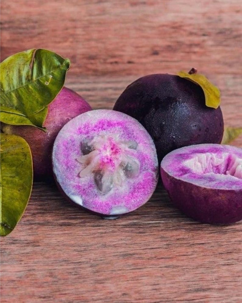 Purple Star Apple (caimito) Air Layered 3-4ft Tall Tree. No Shipping CA ...