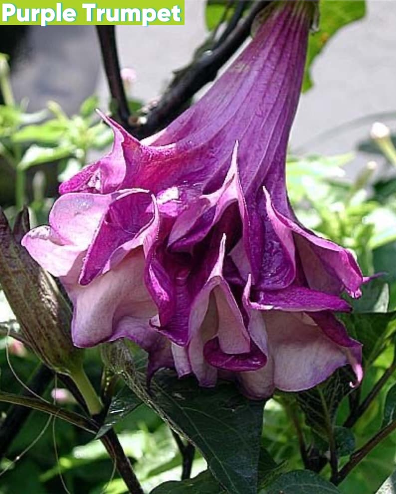 50+ Seeds Double Purple Datura / Angel Trumpet / Devil's Trumpet. - Etsy