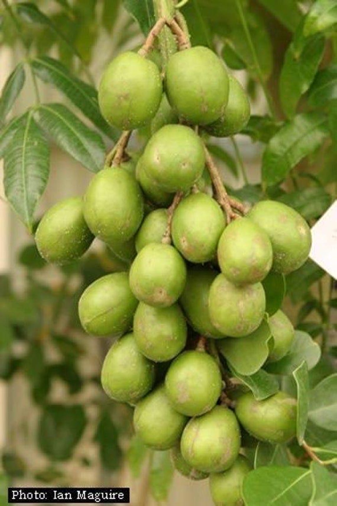 Thai Dwarf JUNE PLUM Ambarella Tree 3gal Pot With Flower Almost 3ft. No ...