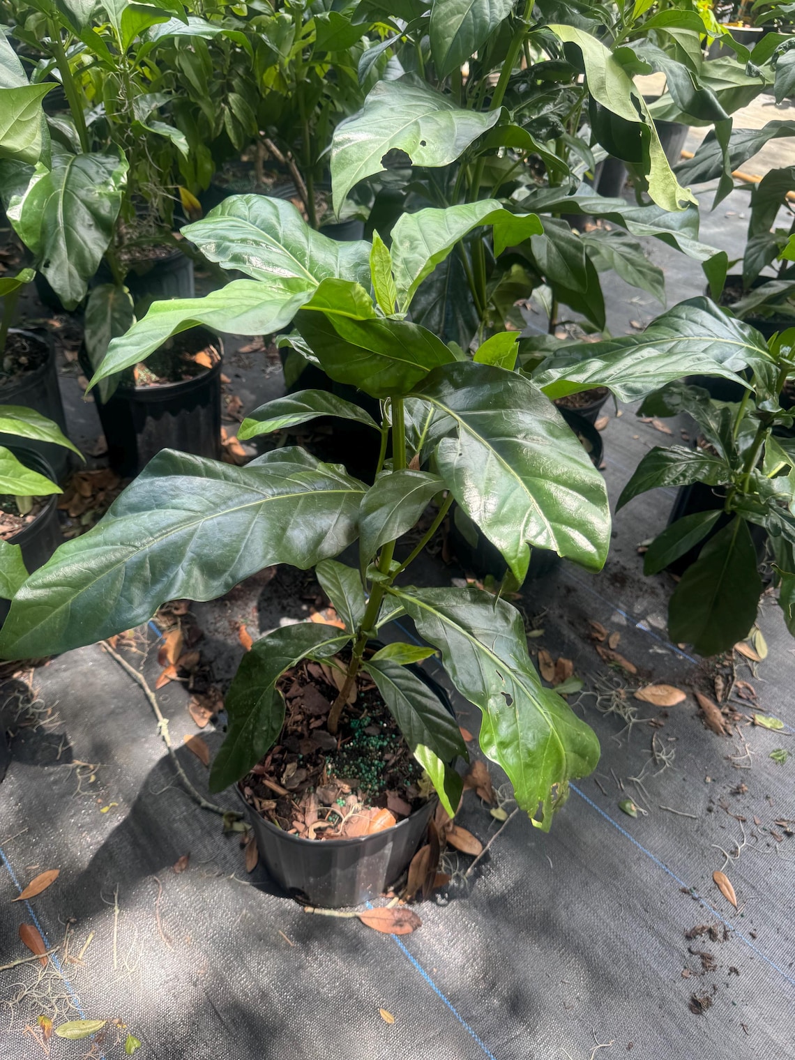Live Noni Fruit Plant: 3ft Tree With Flowers. (3gl Pot).no Ship to CA ...