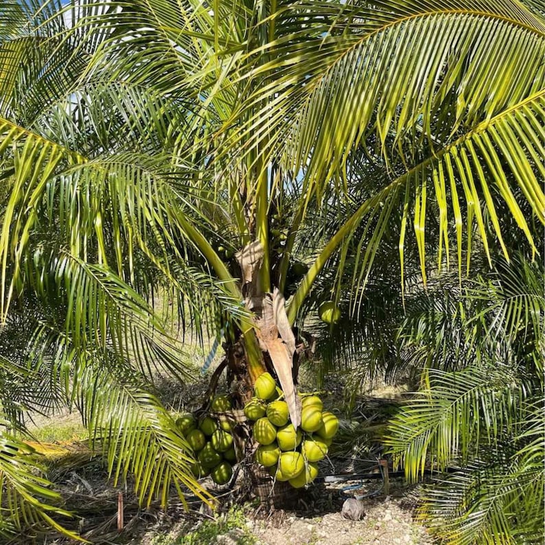 Dwarf Coconut Tree (malayan Dwarf) 3ft & Up. No Shipping is CA - Etsy