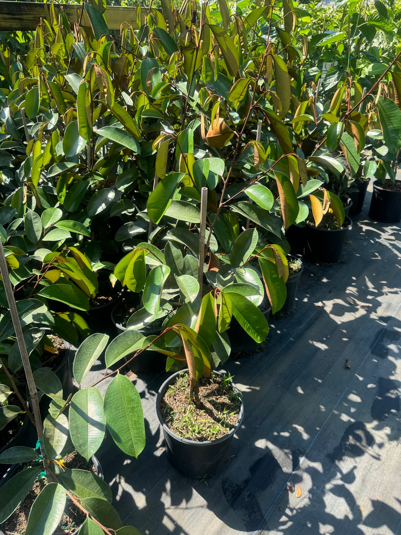 Purple Star Apple (caimito) Air Layered 3-4ft Tall Tree. No Shipping CA ...