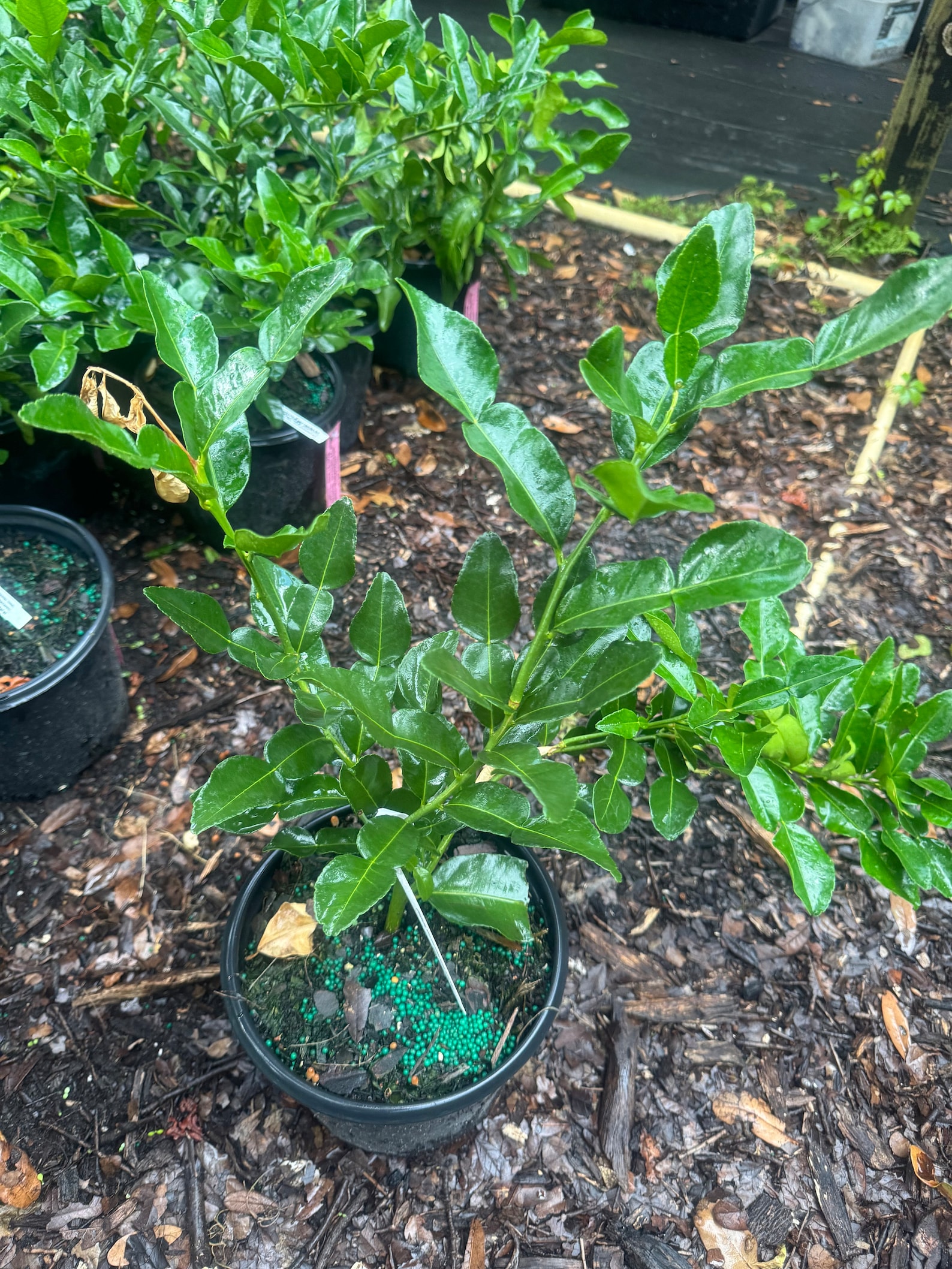 Dwarf Kaffir Lime Air-layered 2ft Tree. No Shipping Ca. - Etsy