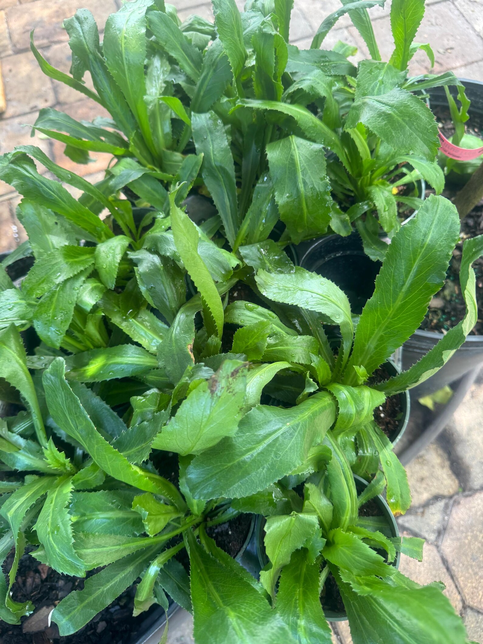 Culantro / Mexican Cilantro Plants 4” Pot..nice and Healthy Plants. at ...