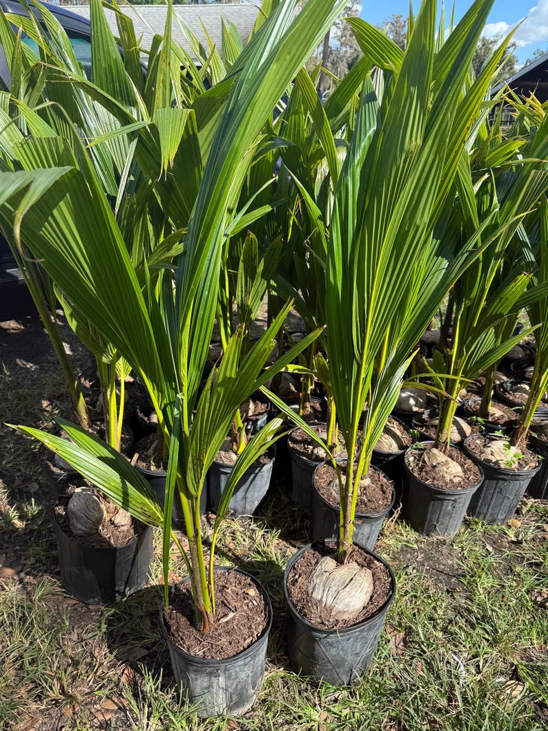 Dwarf Coconut Tree (malayan Dwarf) 3ft & Up. No Shipping is CA - Etsy