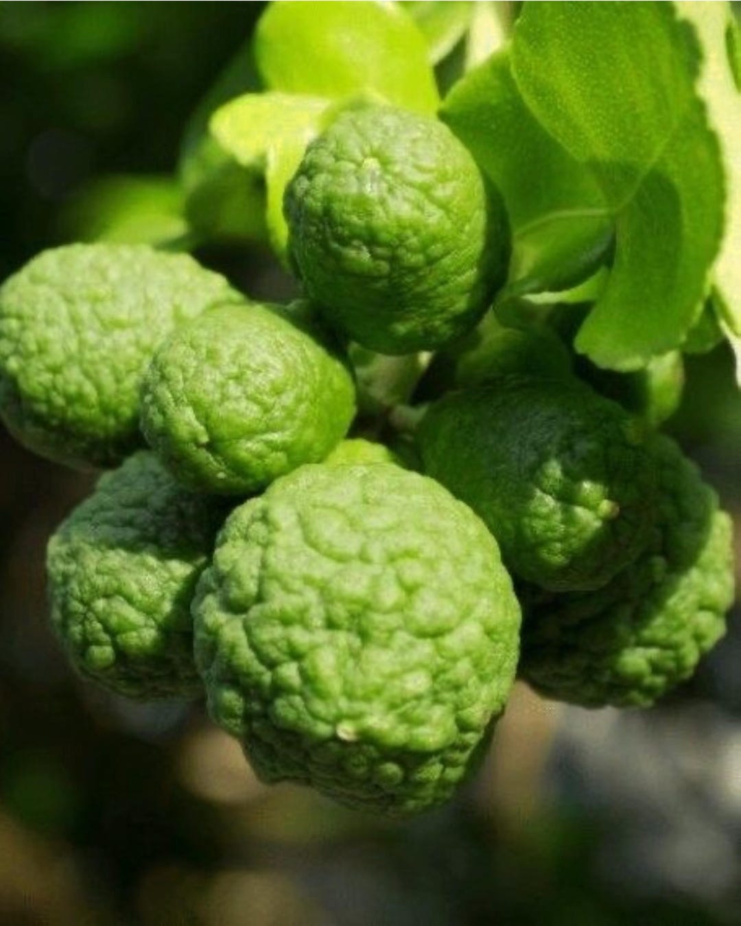 Dwarf Kaffir Lime Air-layered 2ft Tree. No Shipping Ca. - Etsy