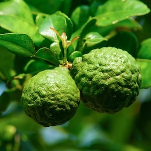 Kaffir Lime Tree- Grafted Semi-dwarf 2ft to 3ft Tall. No Shipping Ca ...