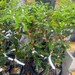 Kaffir Lime Tree- Grafted Semi-dwarf 2ft to 3ft Tall. No Shipping Ca ...