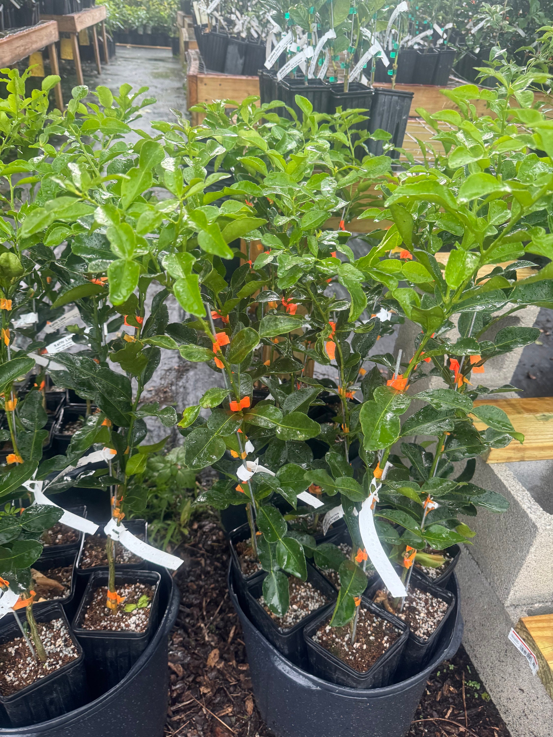 Kaffir Lime Tree- Grafted Semi-dwarf 2ft to 3ft Tall. No Shipping Ca ...