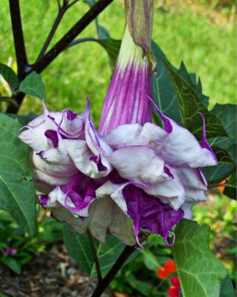 50+ Seeds Double Purple Datura / Angel Trumpet / Devil's Trumpet. - Etsy