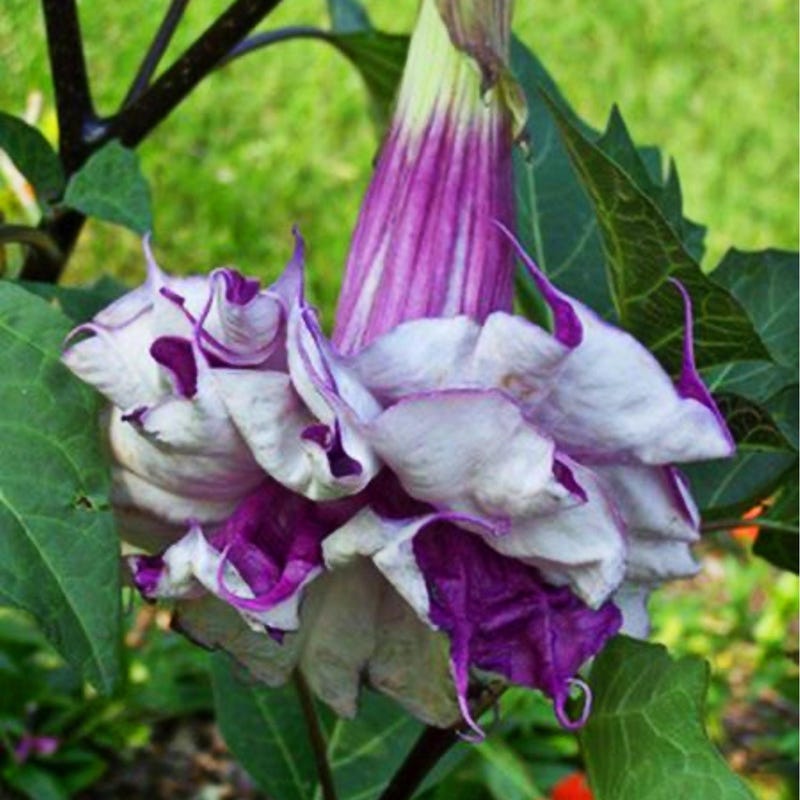 Devils Trumpet - Etsy