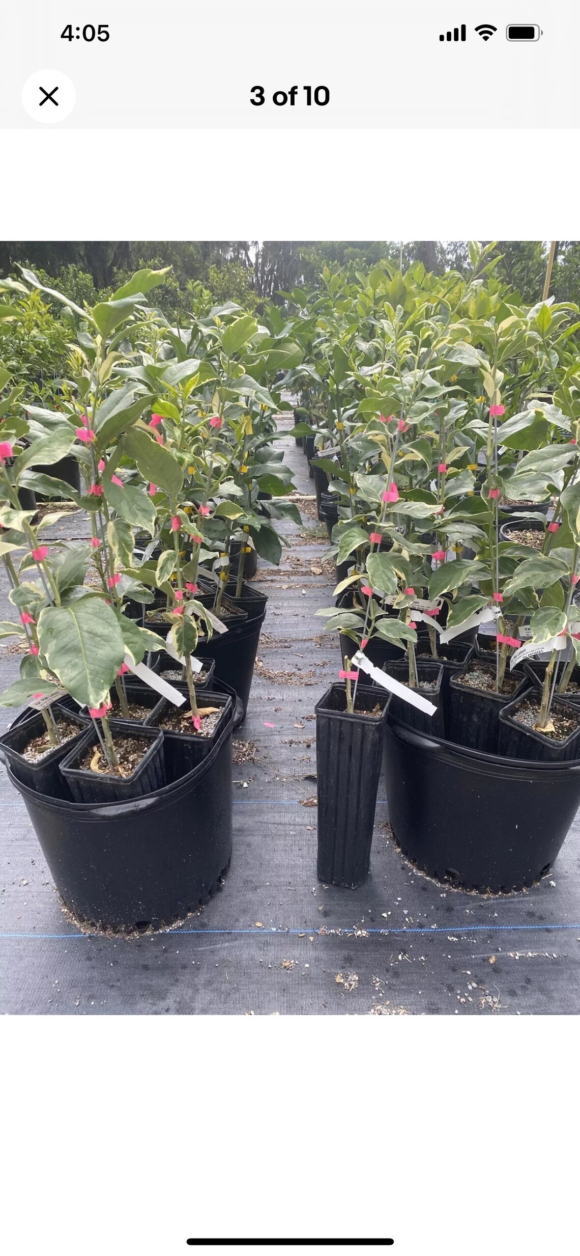 Variegated Pink Lemon Tree. Grafted. 3 Feet Tall Fruit Tree. No CA ...