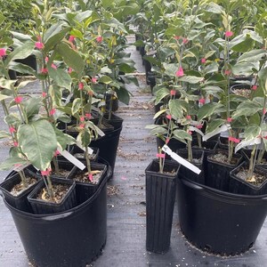 Variegated Pink Lemon Tree. Grafted. 3 Feet Tall Fruit Tree. No CA ...