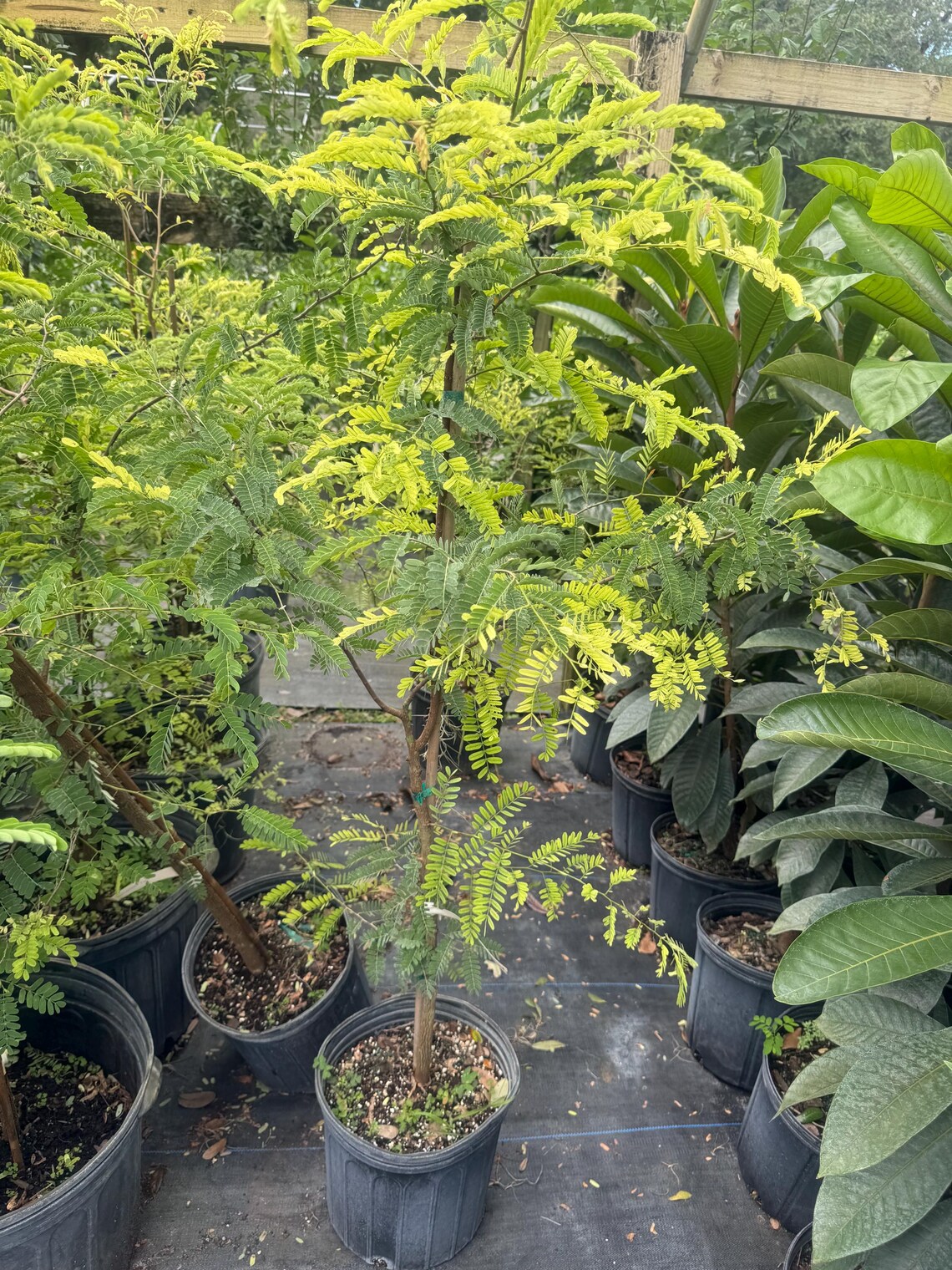 Tamarind Fruit Tree (tamarindus Indica) - 3ft in 3gl Pot - Etsy