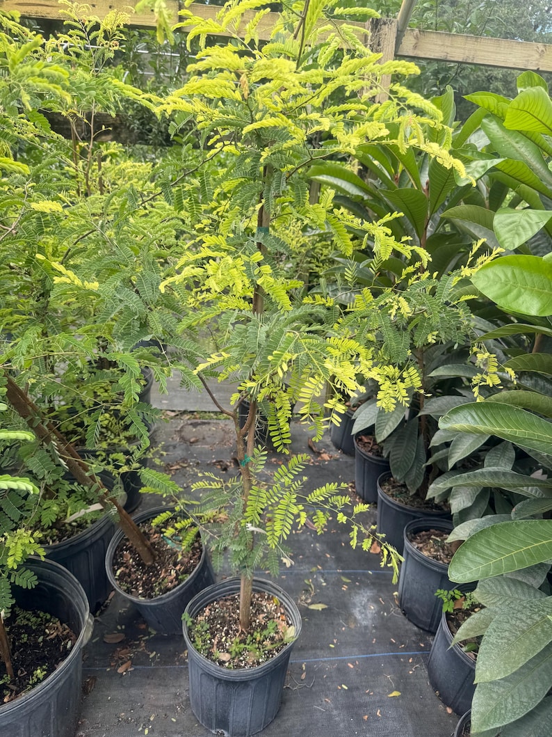 Tamarind Sour Fruit Tree (tamarindus Indica) - 4ft Tall in 3gl Pot - Etsy