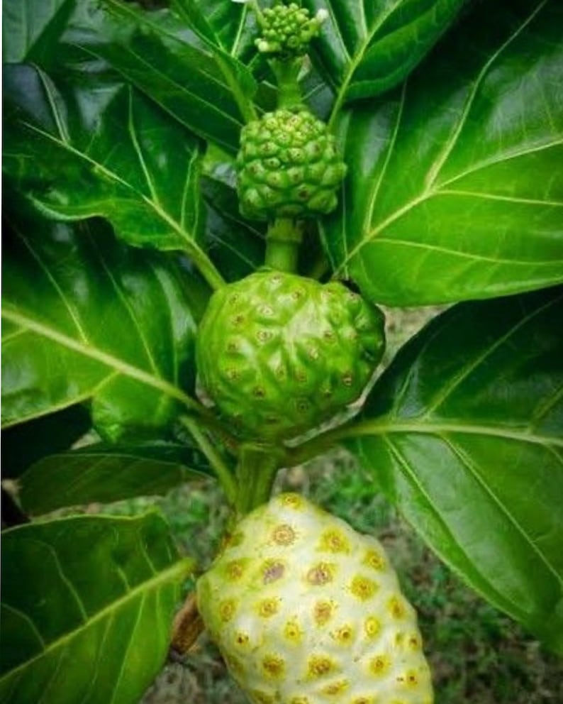 Live Noni Fruit Plant: Morinda Citrifolia Tropical Tree (3gl Pot) - Etsy