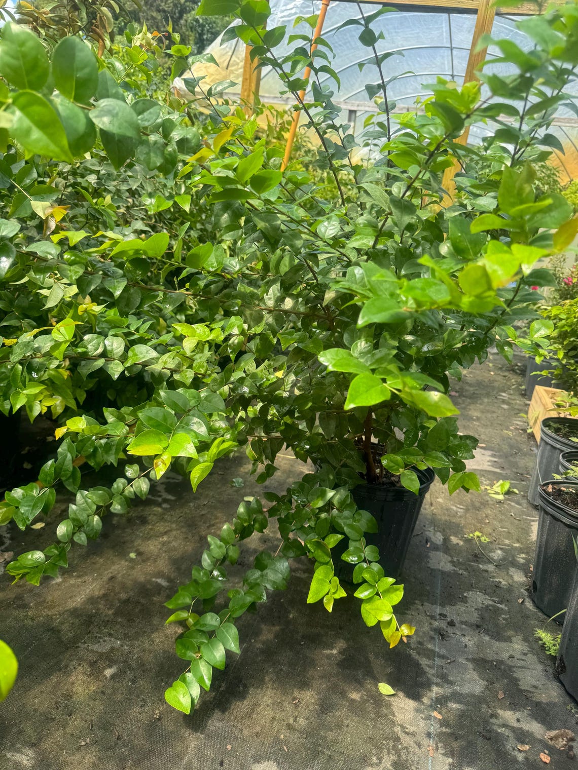 Surinam Cherry Trees 2ft Bushes 3gl Pot. Get Fruit Soon. No Ship to Ca ...