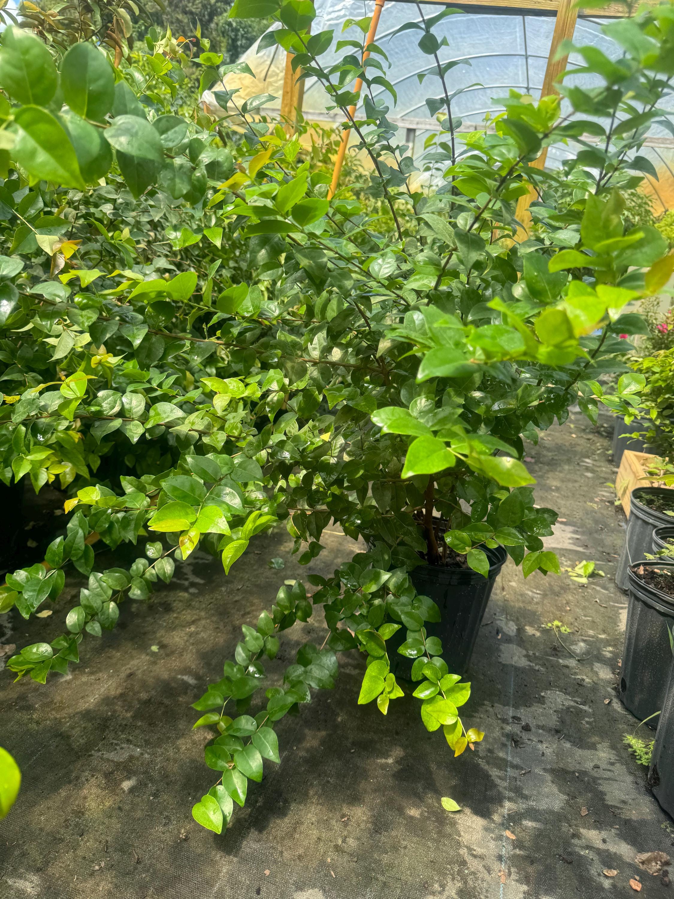 Surinam Cherry Trees 2ft Bushes 3gl Pot. Get Fruit Soon. No Ship to Ca ...