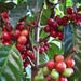 Brazilian Peaberry Moka Arabica Coffee Tree Almost 3ft Tall Tree. No ...