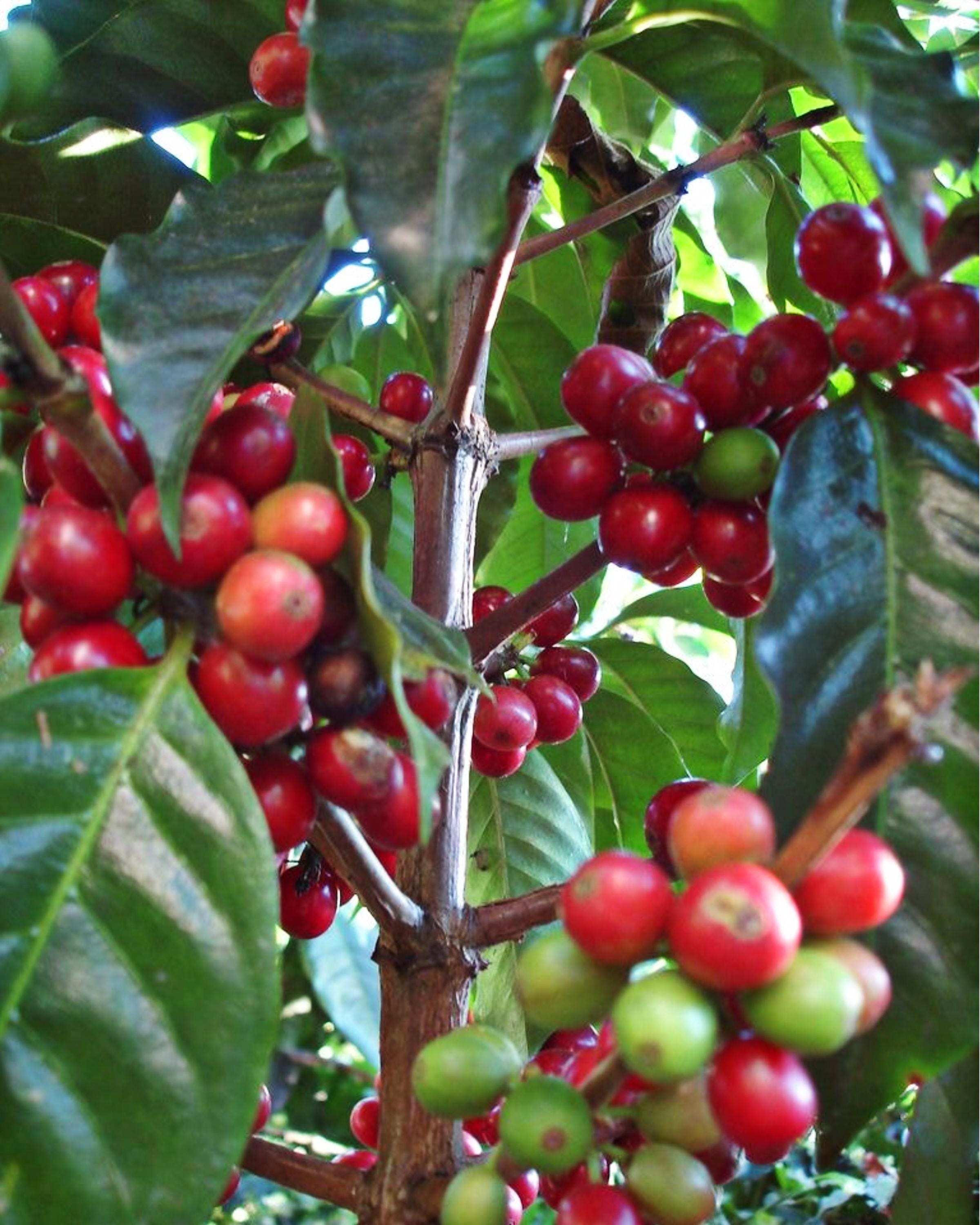 Brazilian Peaberry Moka Arabica Coffee Tree Almost 3ft Tree. No Ship to ...