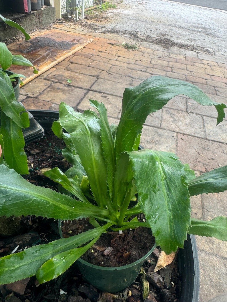 Culantro / Mexican Cilantro Plants 4” Pot..nice and Healthy Plants. at ...