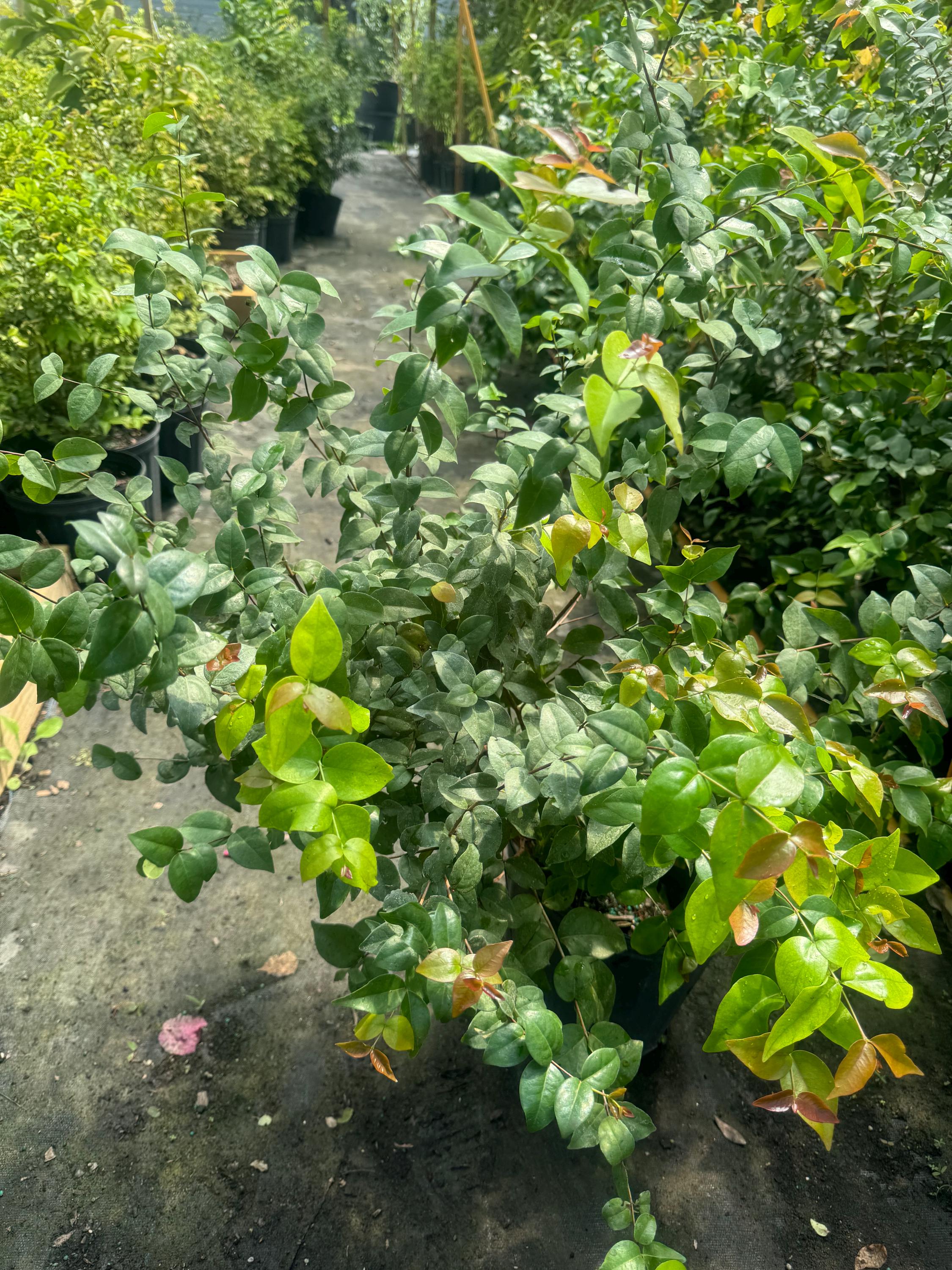 Surinam Cherry Trees 2ft Bushes 3gl Pot. Get Fruit Soon. No Ship to Ca ...