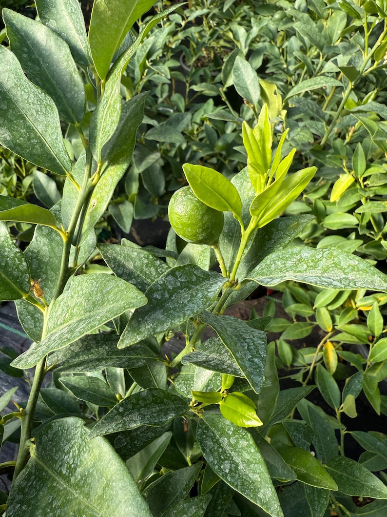 Dwarf KEY LIME Tree With Fruit and Flowers One Gallon Pot. No Shipping ...
