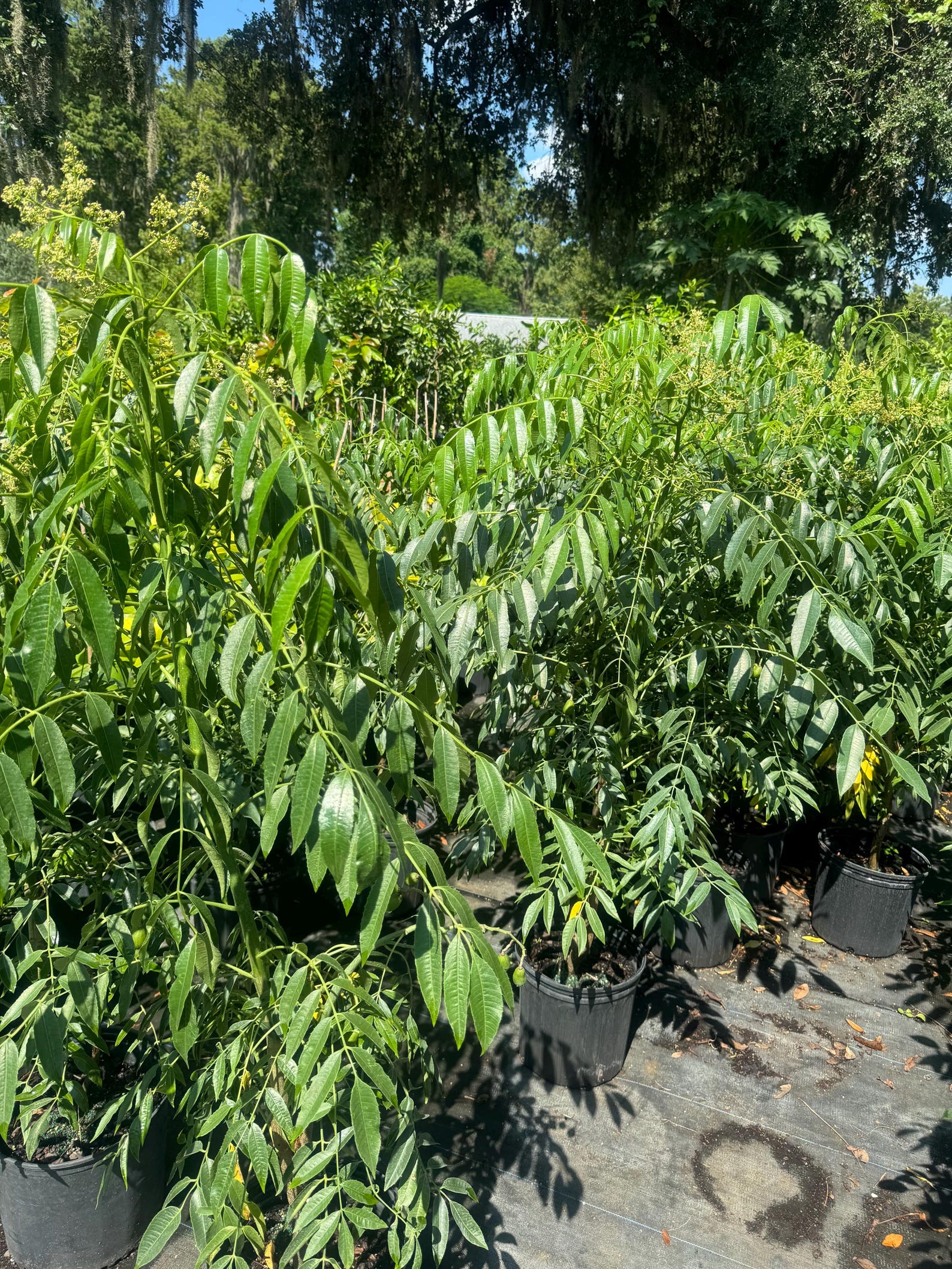 Dwarf June Plum Tree Almost 3ft in 3gl Pot . Only Shipping Florida. - Etsy